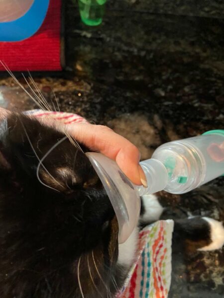 how to treat a cat with asthma | The Literate Cat