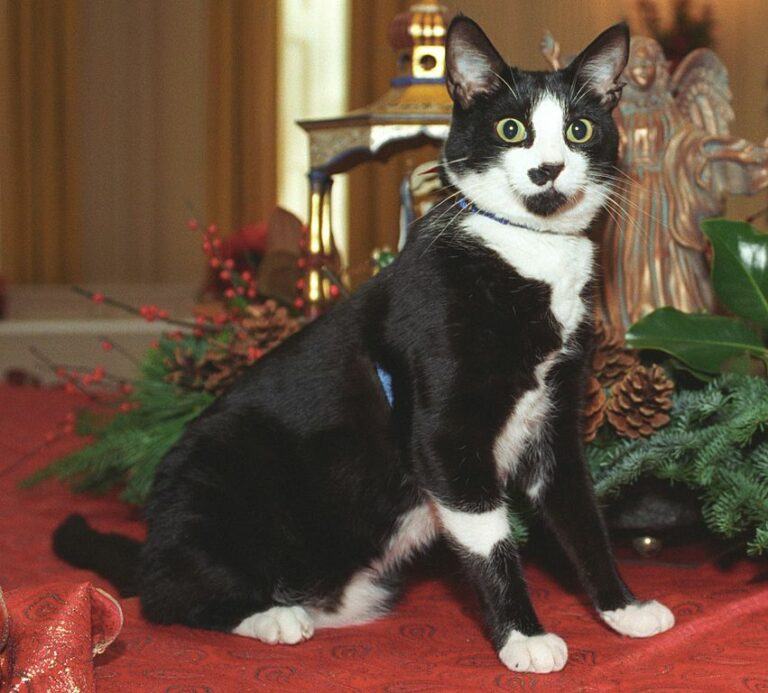 Soon, A New First Cat In The White House | The Literate Cat