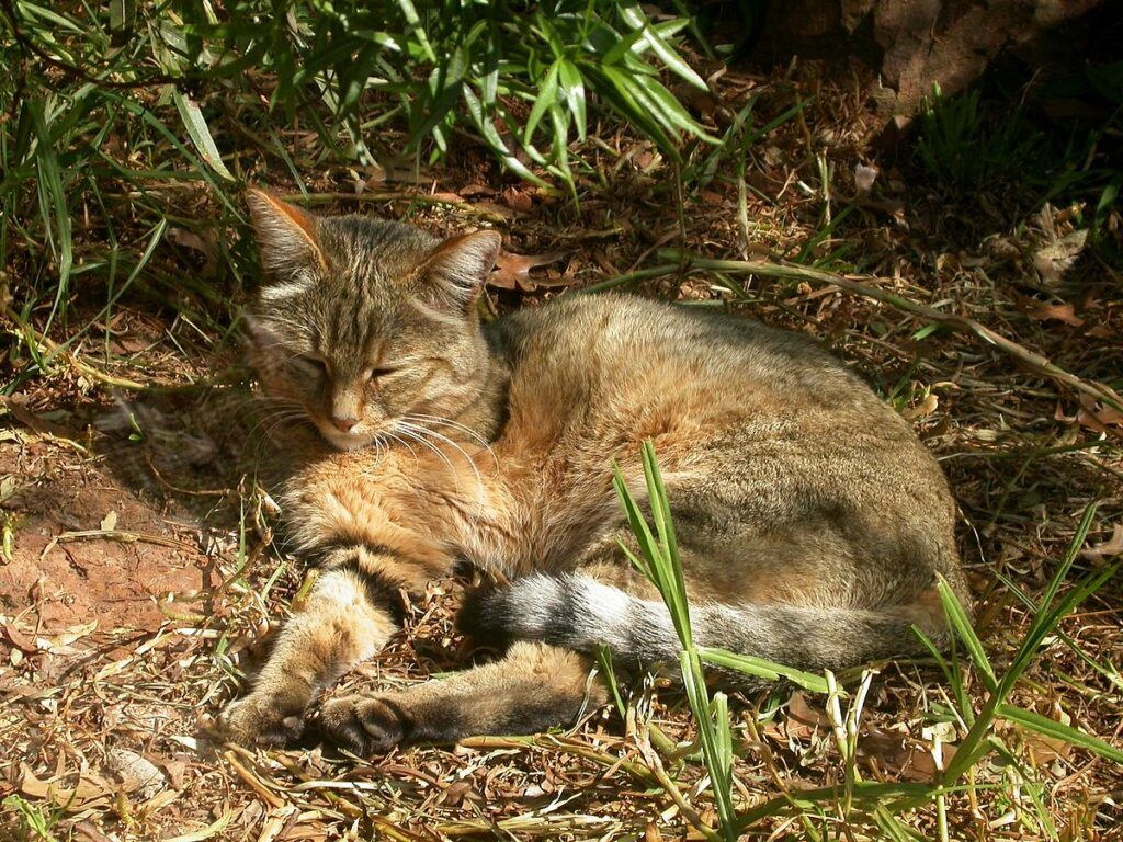 small wild cat breeds | The Literate Cat