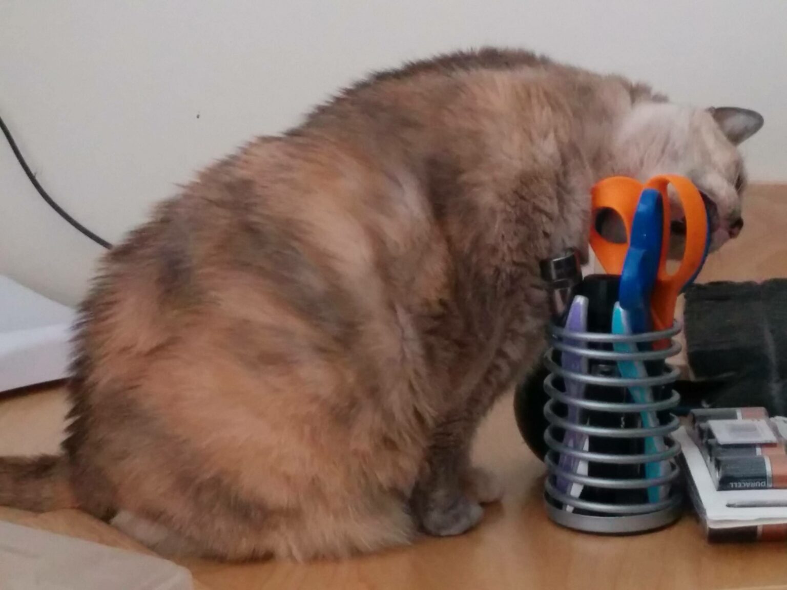 How To Discipline Your Cat: Dos And Donts